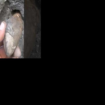 Freeing an amazing fossil in Kodiak Alaska! | Health ...