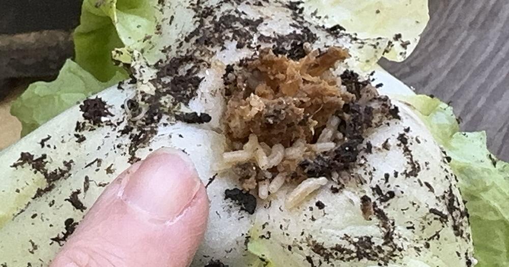 Preventing and controlling root maggots | Community | kodiakdailymirror.com