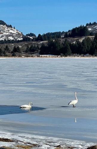 Swan skating | Photo of the Day Gallery | kodiakdailymirror.com