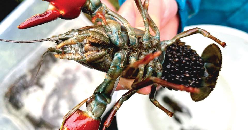Invasive Buskin signal crayfish on its last legs, biologist says ...