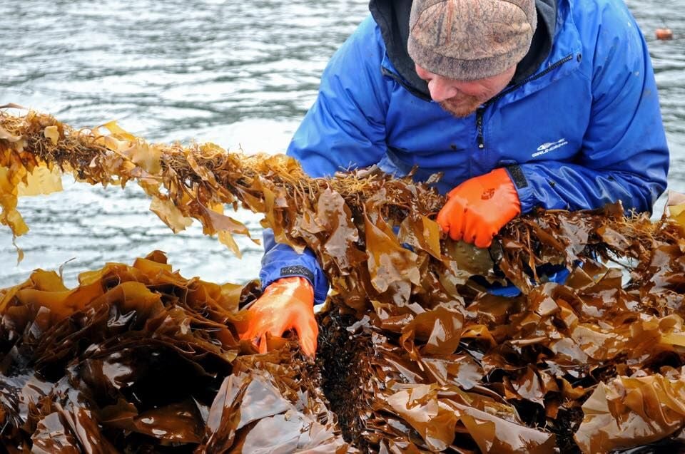 Monashka kelp farm permit out for public comment | Local News ...