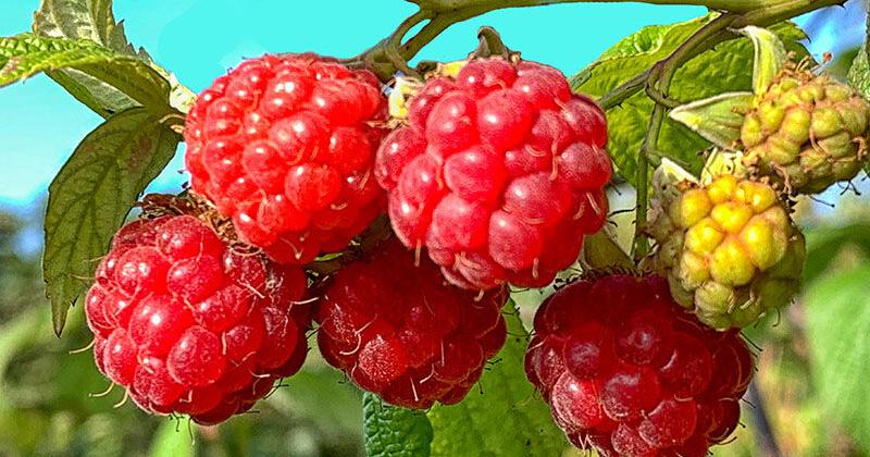 Raspberry reflections and a butternut squash casserole | Community ...