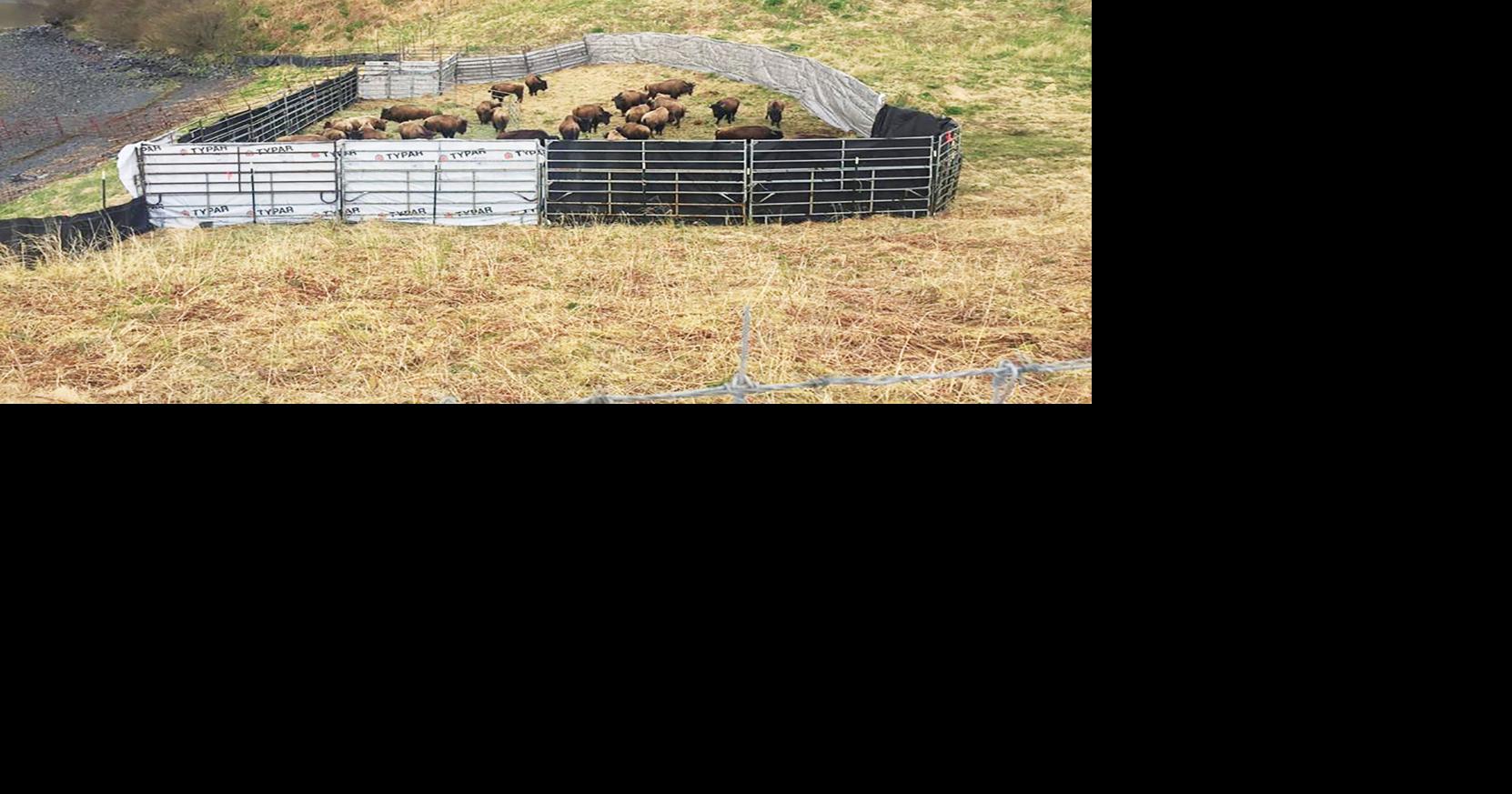 Native nonprofit, in quest for development, acquires bison herd ...