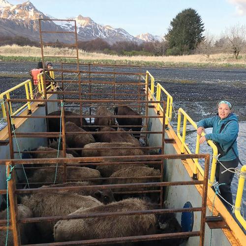 Native nonprofit, in quest for development, acquires bison herd ...