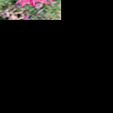 Fall fireweed | Gallery | kodiakdailymirror.com