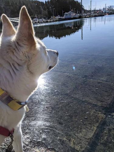 Dog Bay | Gallery | kodiakdailymirror.com