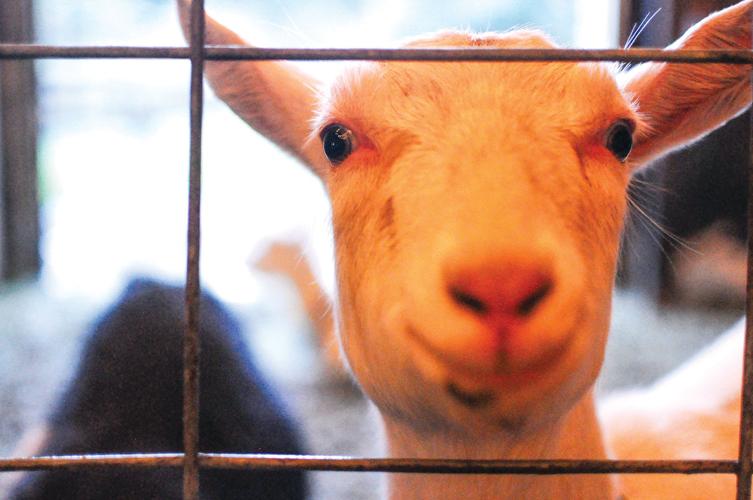 State budget cut could end Kodiak’s goat dairy farm | Local News ...