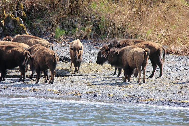 Native nonprofit, in quest for development, acquires bison herd ...
