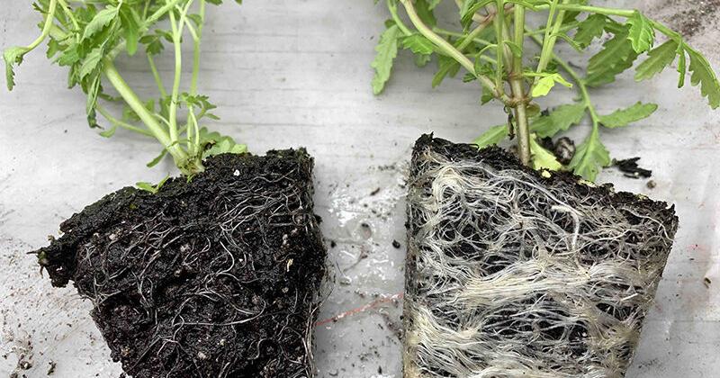 How gardeners are coping with a cool spring | Community ...