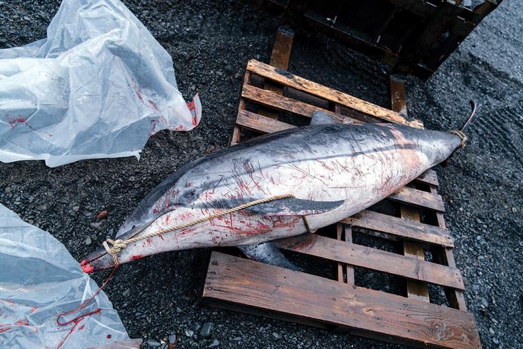 Possible rare dolphin washed up dead in Chiniak | Local News ...