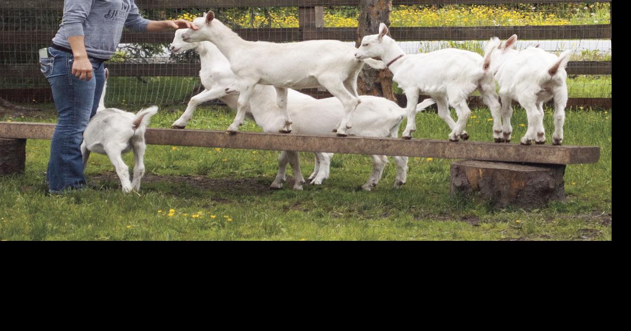 Kodiak farm starts producing Alaska’s only Grade-A goat dairy | Kodiak ...