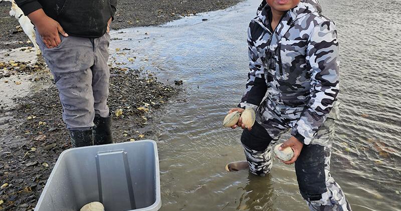 Harvesting clams | Gallery | kodiakdailymirror.com