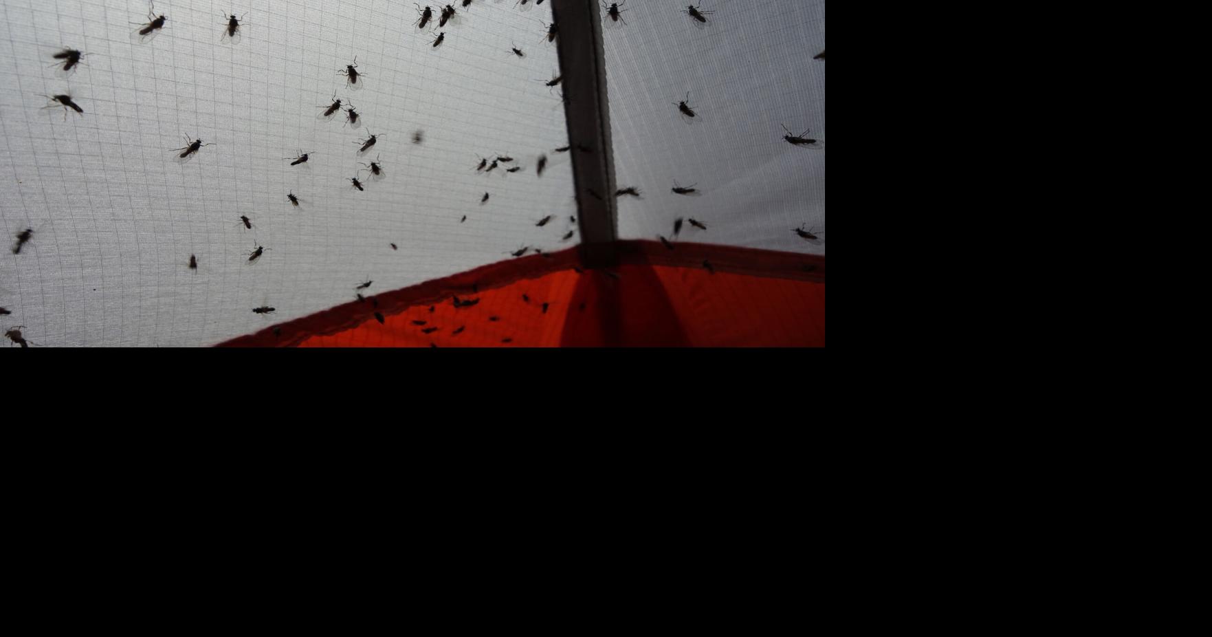 Insects of Alaska forest humming along | Local Columns ...