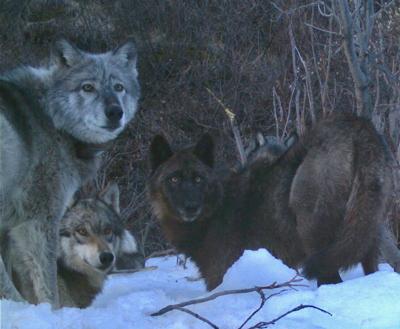 The Riley Creek pack’s sole survivor | Community | kodiakdailymirror.com