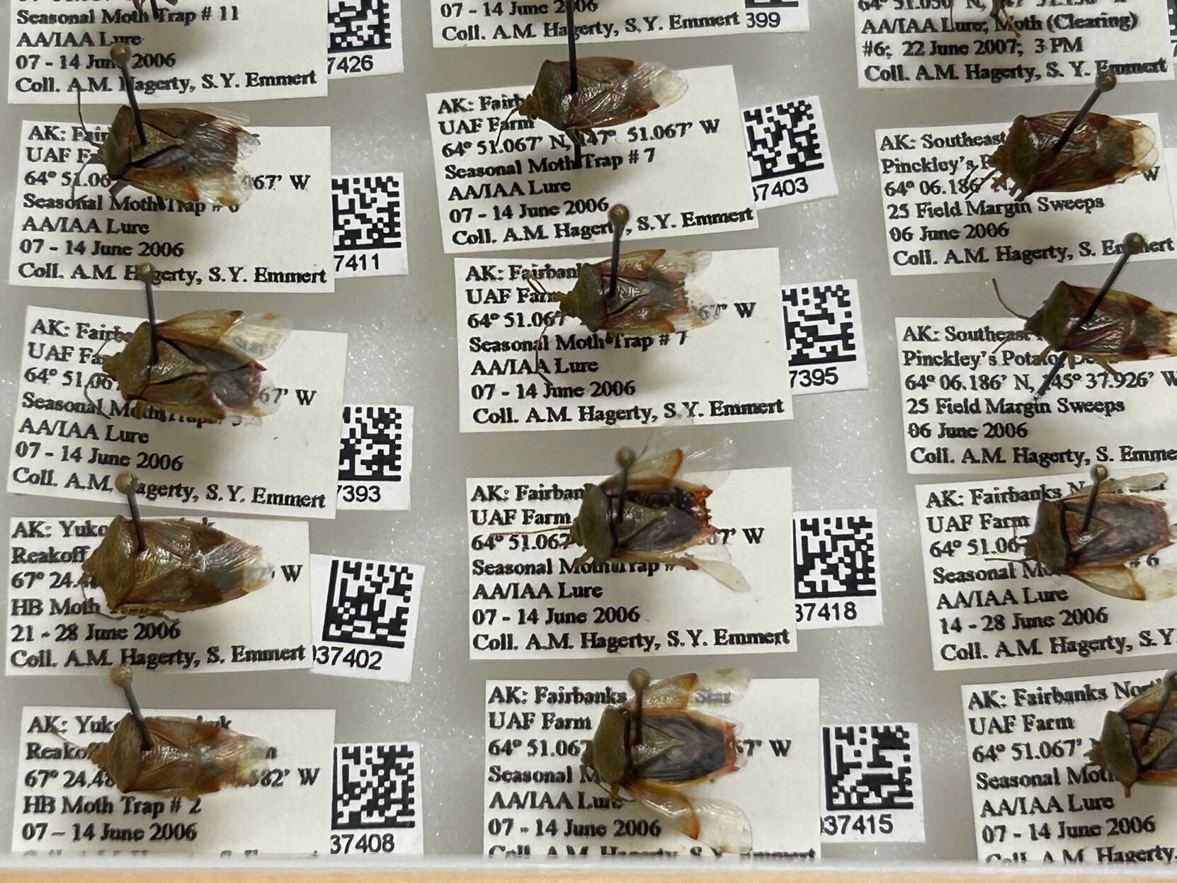 Our large army of little green shield bugs comes and goes | Community ...