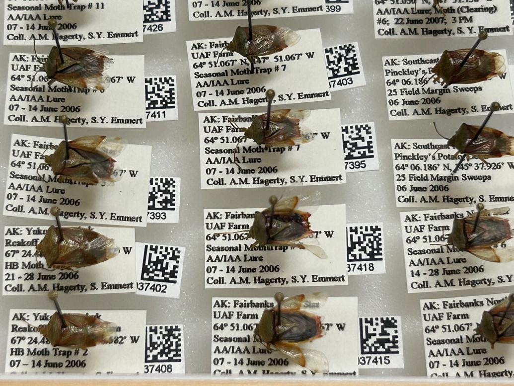 Our large army of little green shield bugs comes and goes | Community ...