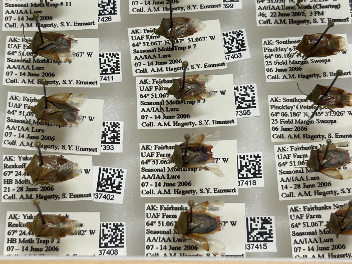 Our large army of little green shield bugs comes and goes | Community ...