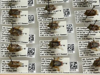 Our large army of little green shield bugs comes and goes | Community ...