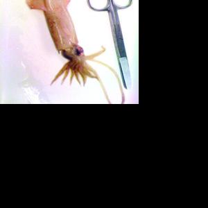 Squid swim backwards in a changing world | Nature | kodiakdailymirror.com