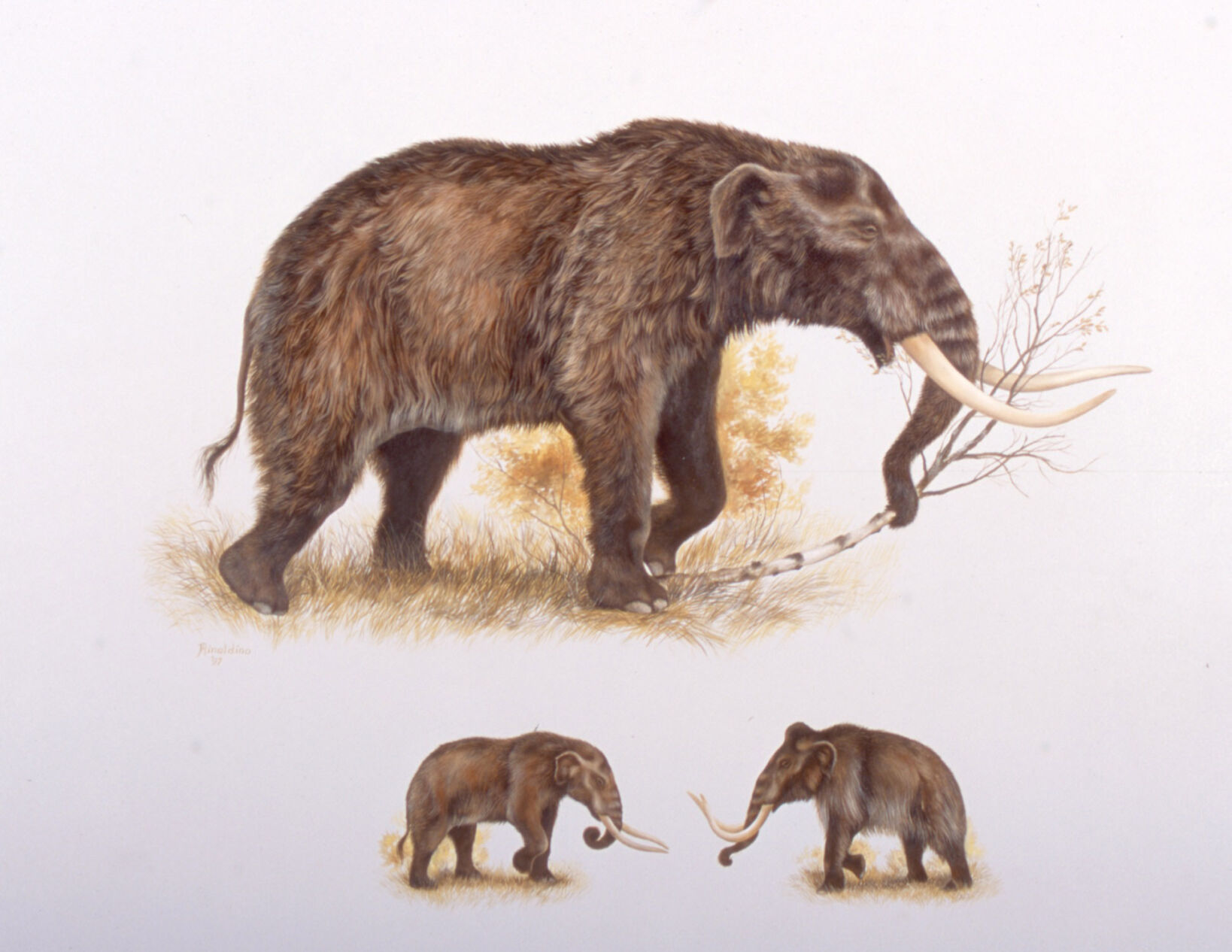 Mastodons long gone from the far north | Community | kodiakdailymirror.com