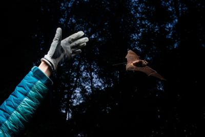 Where do Alaska bats spend the winter? | Community | kodiakdailymirror.com