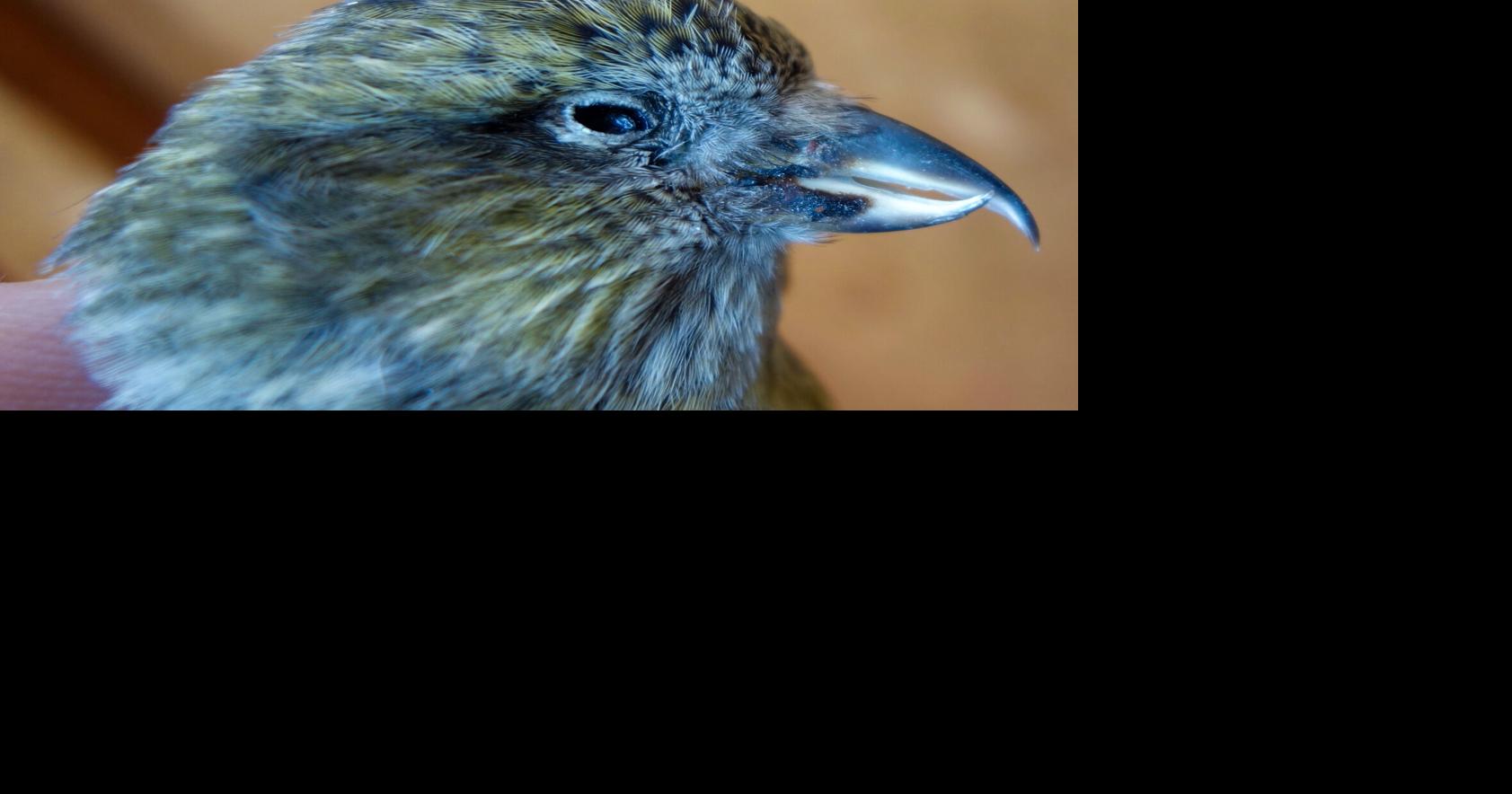 White-winged crossbills and yellow snow | Community | kodiakdailymirror.com