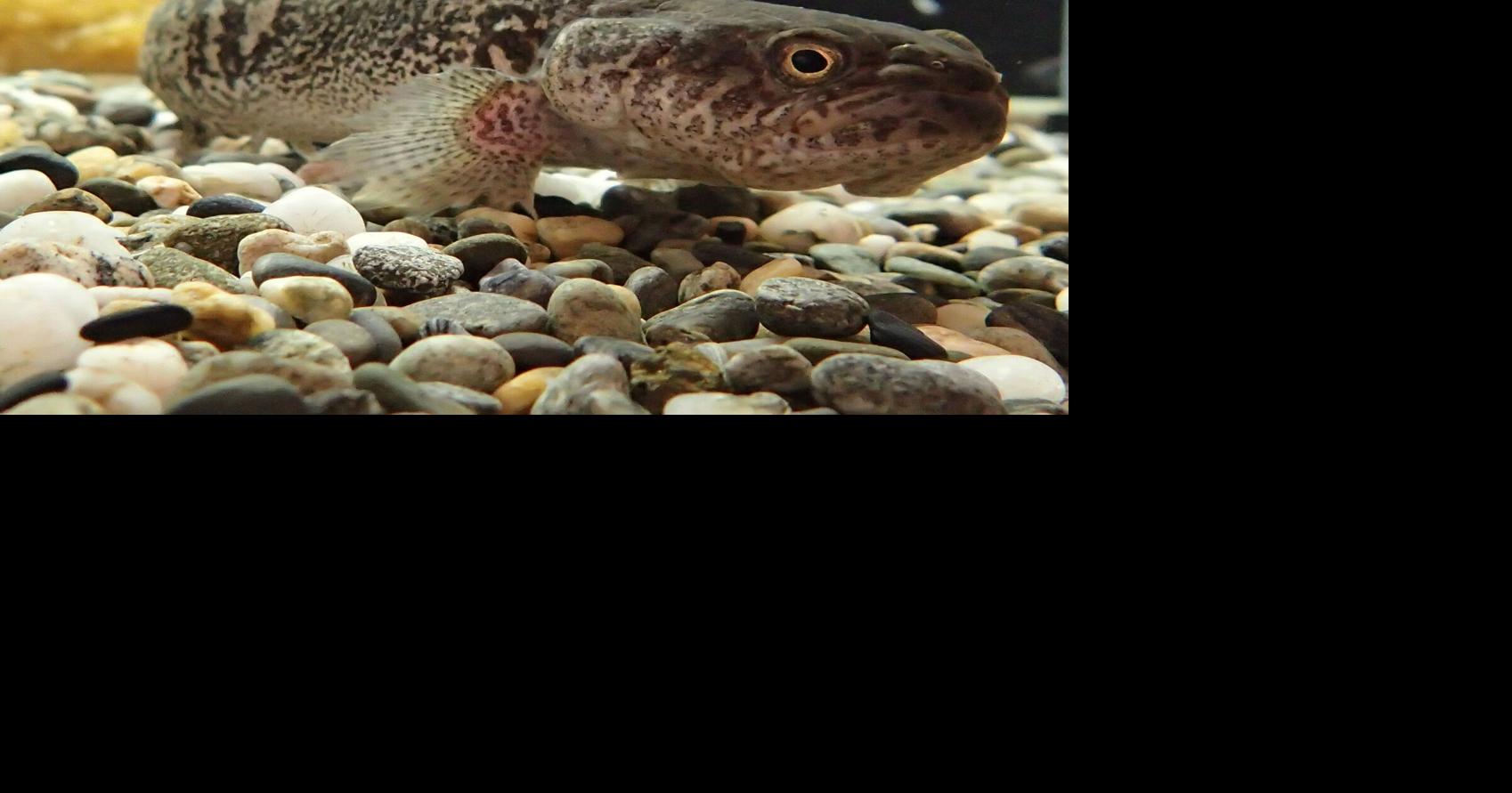 Alaska blackfish in a world of its own | Community | kodiakdailymirror.com