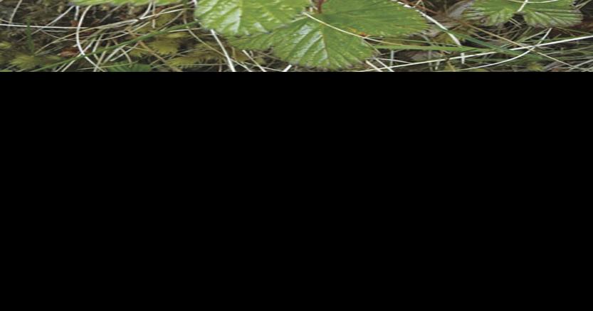 Alutiiq Word of the Week: Nagoonberry | Alutiiq Word of the Week ...