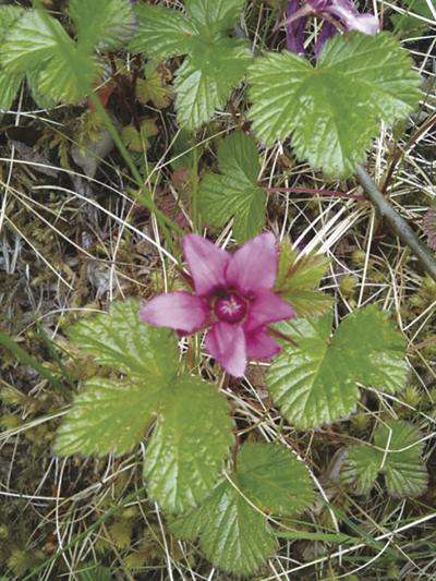Alutiiq Word of the Week: Nagoonberry | Alutiiq Word of the Week ...