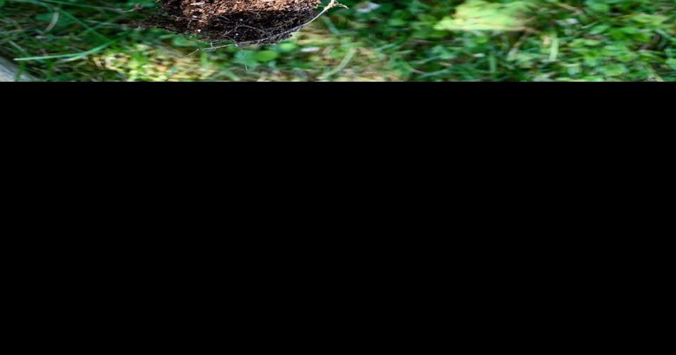 Talking about strawberries, radishes, root maggots | Marion Owen ...