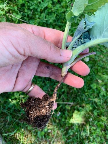 Talking about strawberries, radishes, root maggots | Marion Owen ...