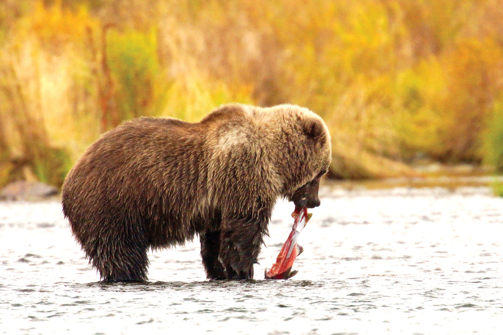 Bear attacks happen in Alaska, but how often? | Features ...