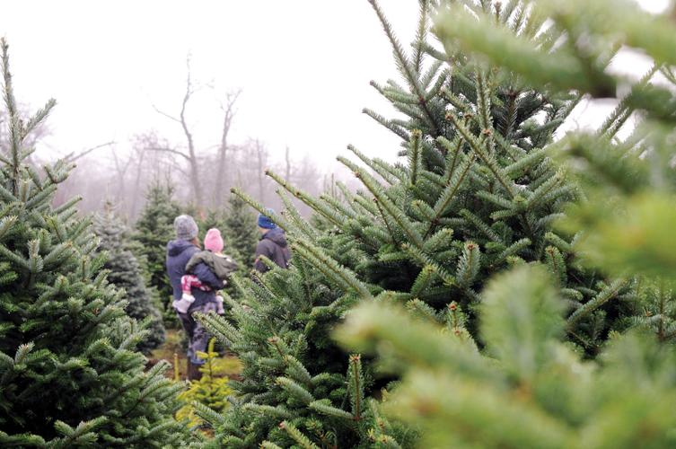 Farm grows a new Christmas tradition in Kodiak | Local News ...
