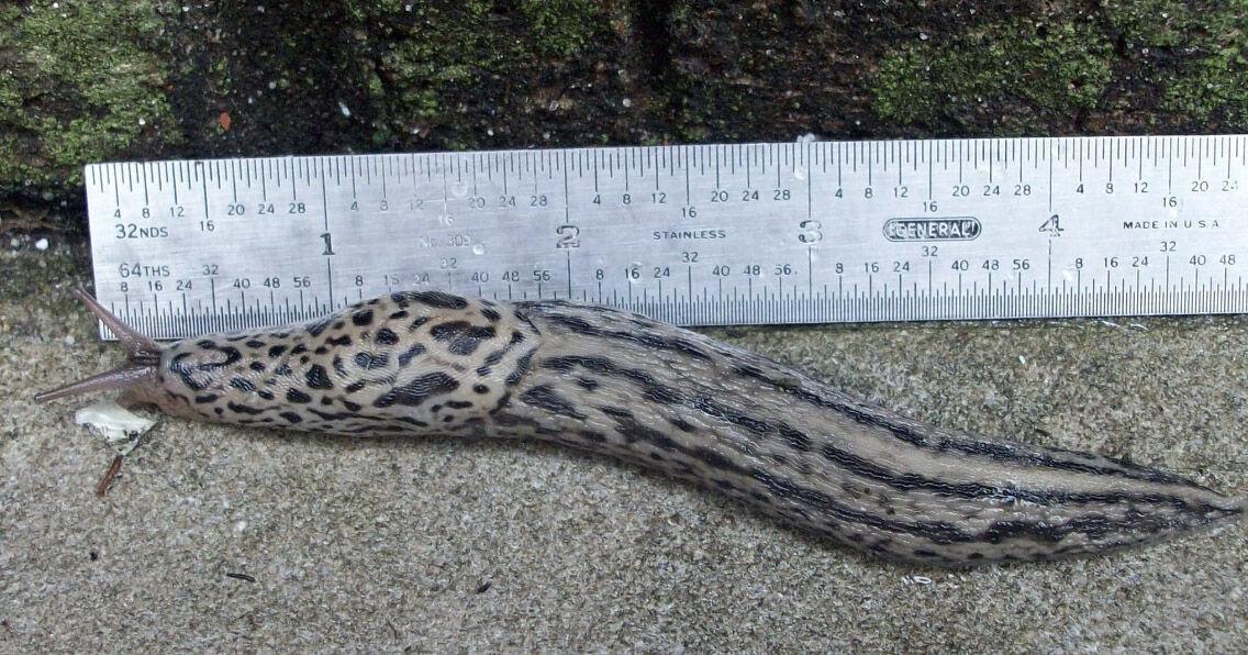 world's biggest slug