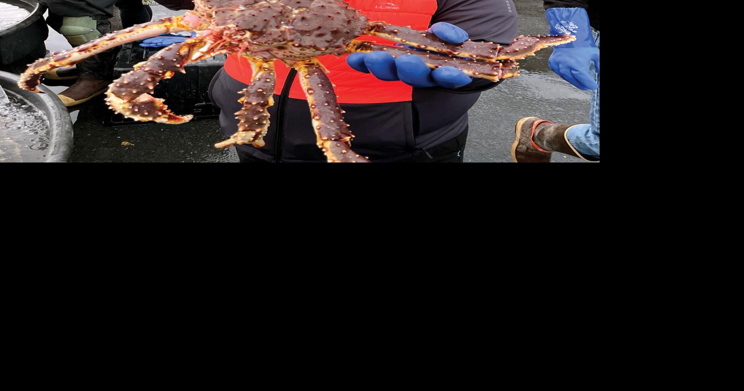 Bering Sea king crab back in Kodiak | Local News | kodiakdailymirror.com