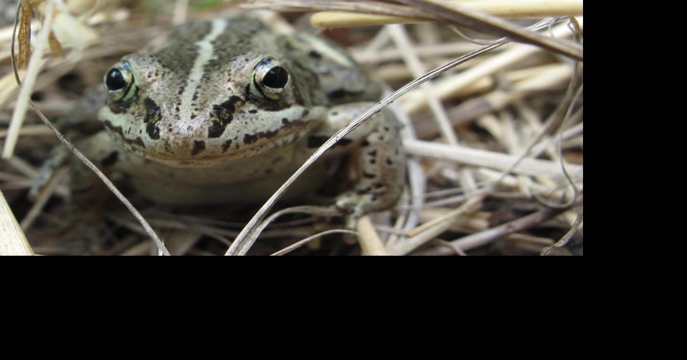 Wood frogs: Farthest north amphibian cannibals | Community ...