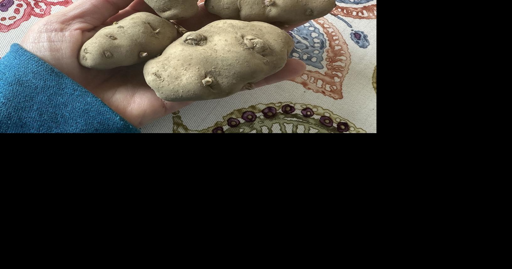 For the love of a spud | Community | kodiakdailymirror.com