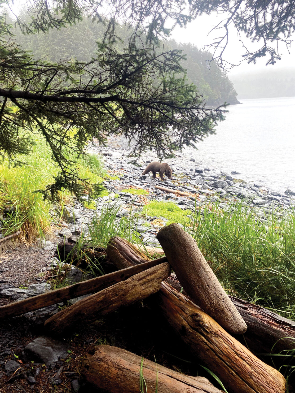 Beach bear | Photo of the Day Gallery | kodiakdailymirror.com