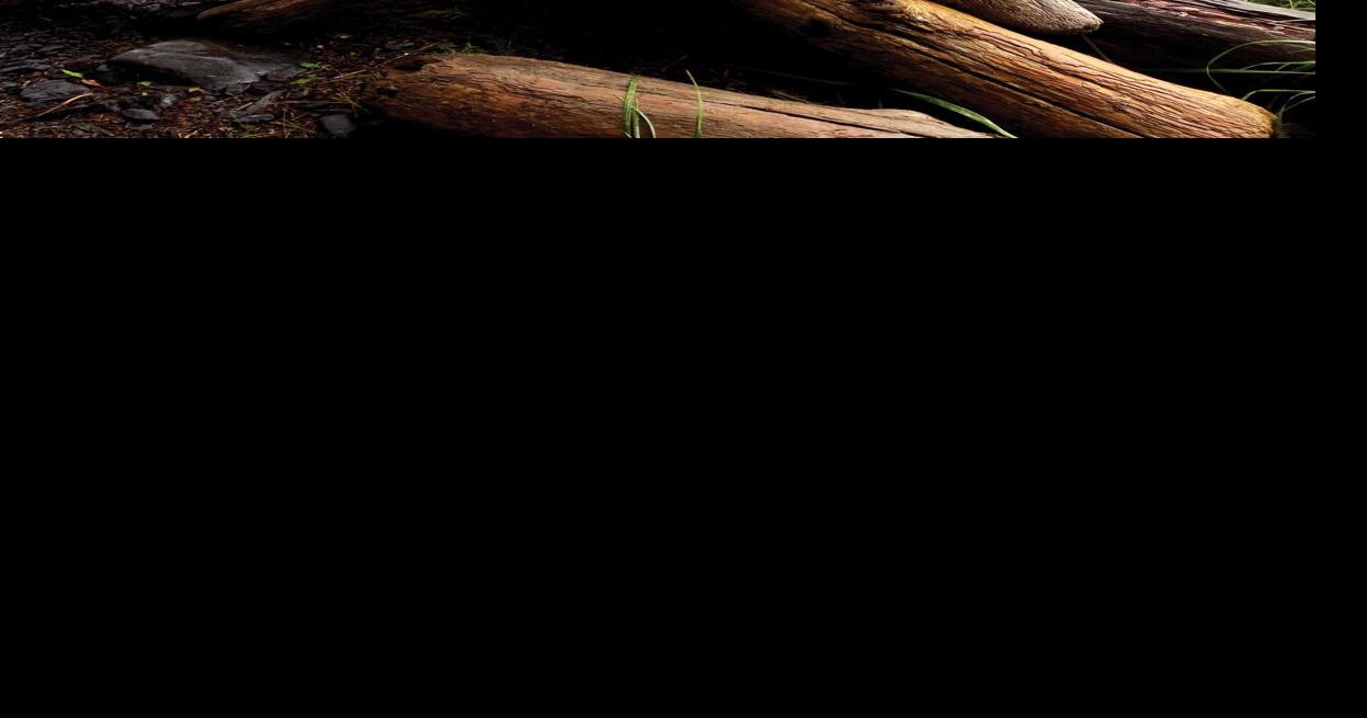 Beach bear | Photo of the Day Gallery | kodiakdailymirror.com