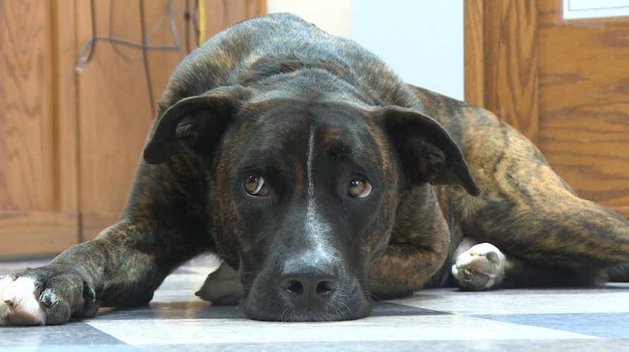PHARM gets service dog for farmer in need | Mid-Missouri News | komu.com