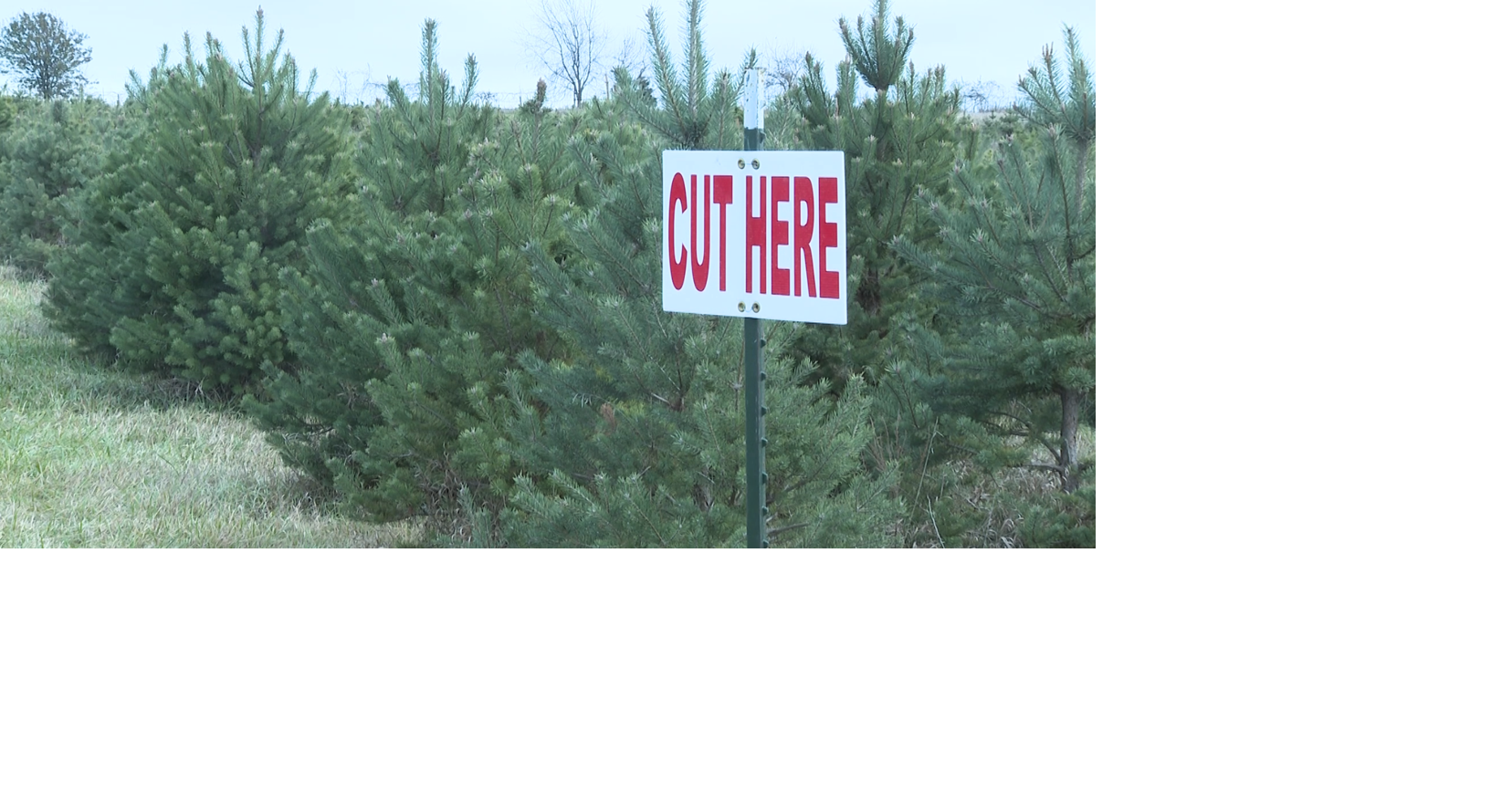 Mid-Missouri Christmas tree farm opens early | Mid-Missouri News | komu.com