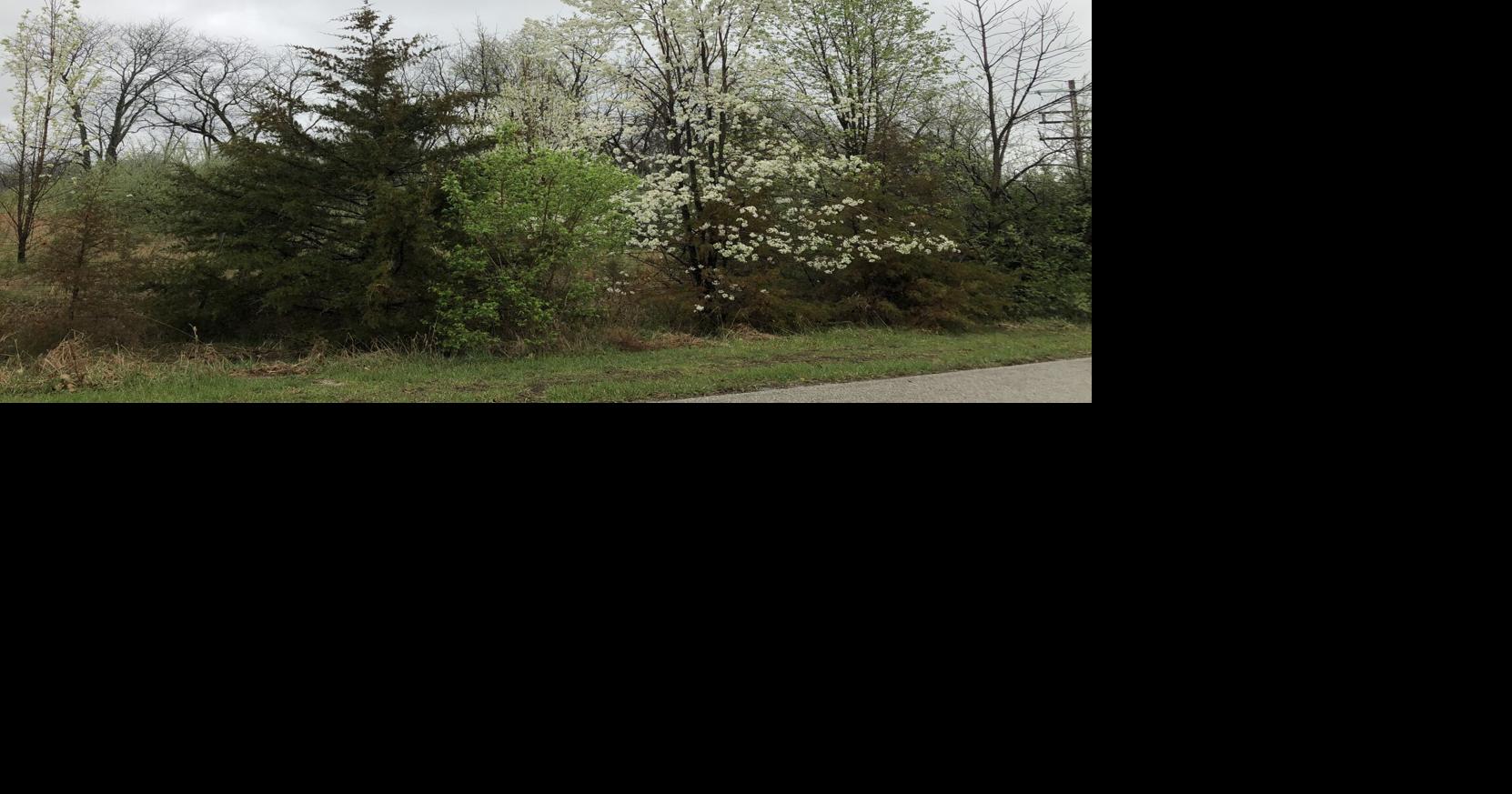 Missouri Department of Conservation will 'buy back' your invasive pear ...