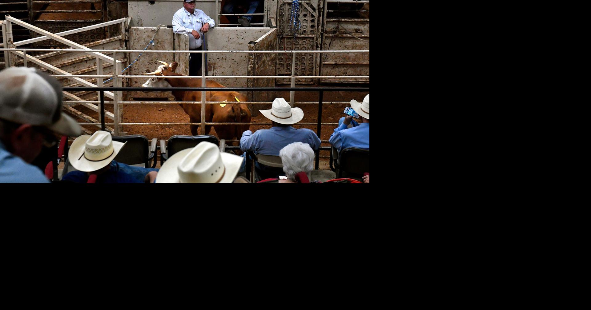 Farmers forced to sell their cows as drought conditions worsen across ...