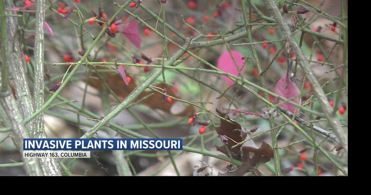 Missouri Invasive Plant Council encourages Missourians to help treat ...