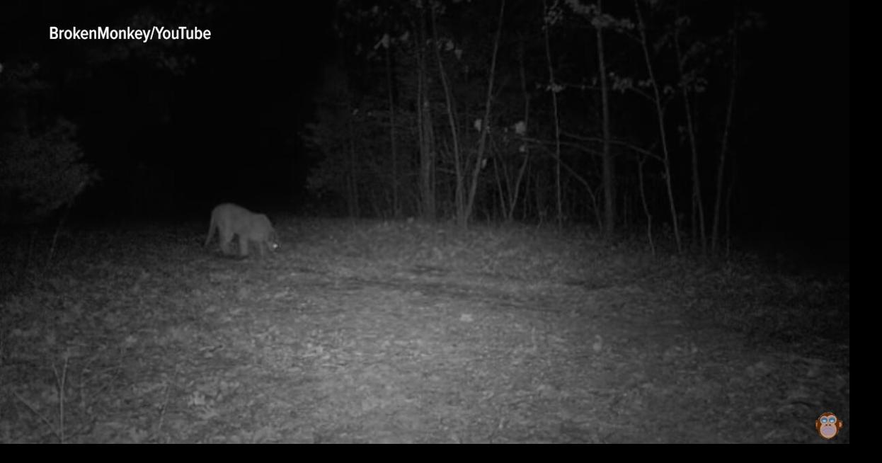 MDC confirms mountain lion captured on trail camera in northern Boone ...