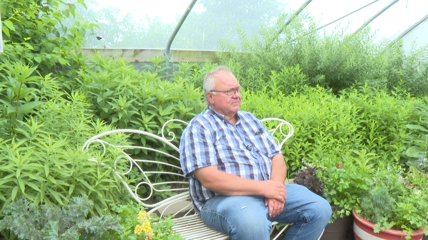 Jefferson Farm hosts butterfly release ahead of festival | Mid-Missouri ...