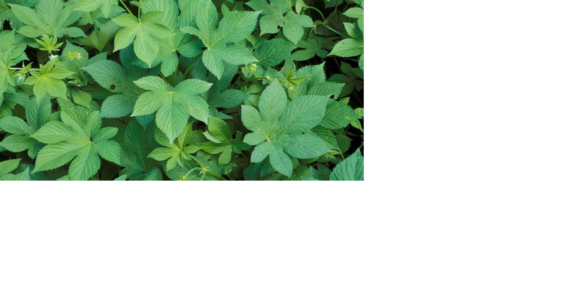 Conservation department combats invasive species ahead of summer months ...