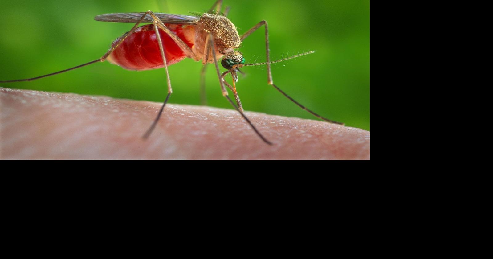 West Nile virus spreading in Missouri | State News | komu.com