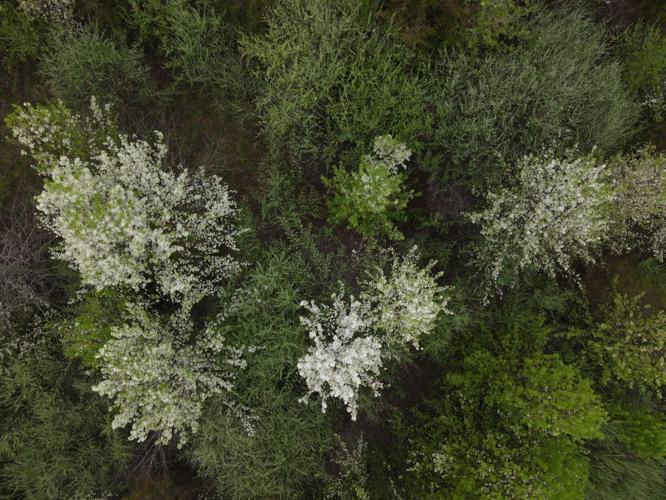 Missouri Department of Conservation will 'buy back' your invasive pear ...