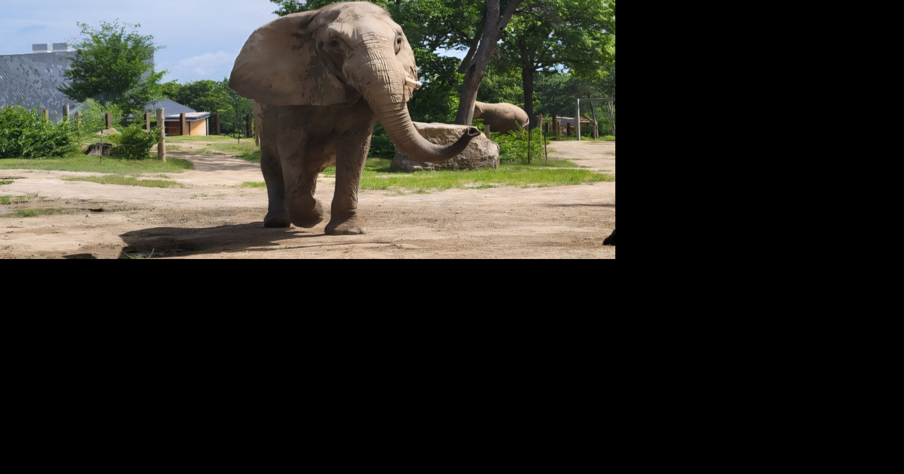KCZoo mourning the loss of 47-Year-Old African elephant | State News ...